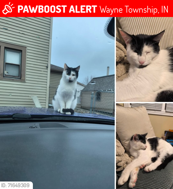 Wayne Township, IN Lost Male Cat, Neptune Is Missing | PawBoost