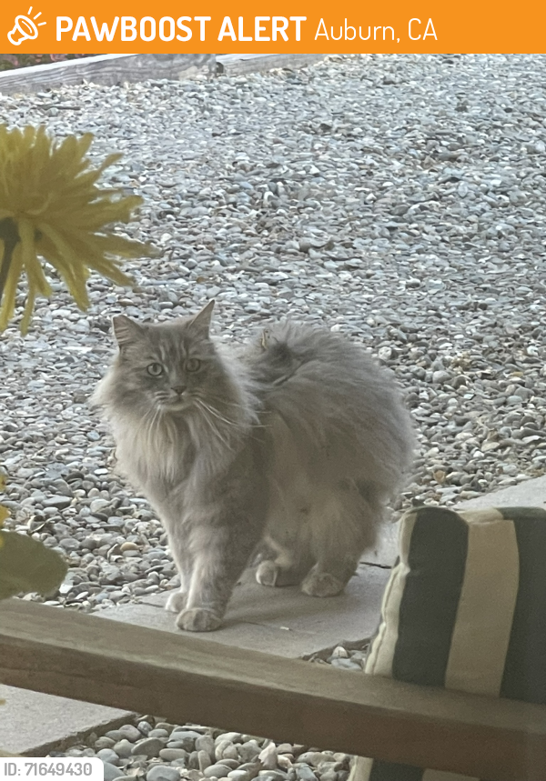 Auburn, CA Stray Cat Found Near Campbell Drive & Happy Hallow | PawBoost