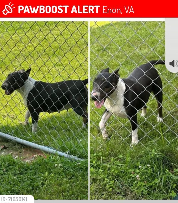 Enon, VA Lost Female Dog, Rain Is Missing | PawBoost