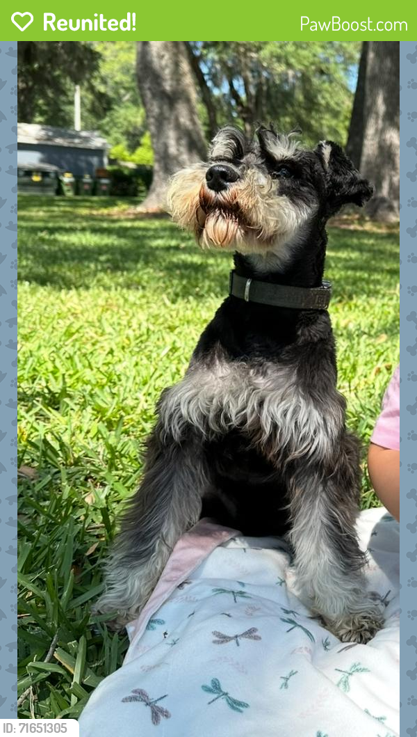 Reunited Male Dog in Valrico, FL 33596 (ID: 71651305) | PawBoost