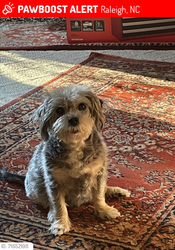 Raleigh, NC Lost Female Dog, Sukie Is Missing | PawBoost