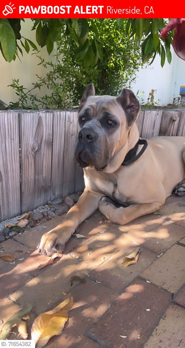 Riverside, CA Lost Female Dog, Athena Is Missing | PawBoost