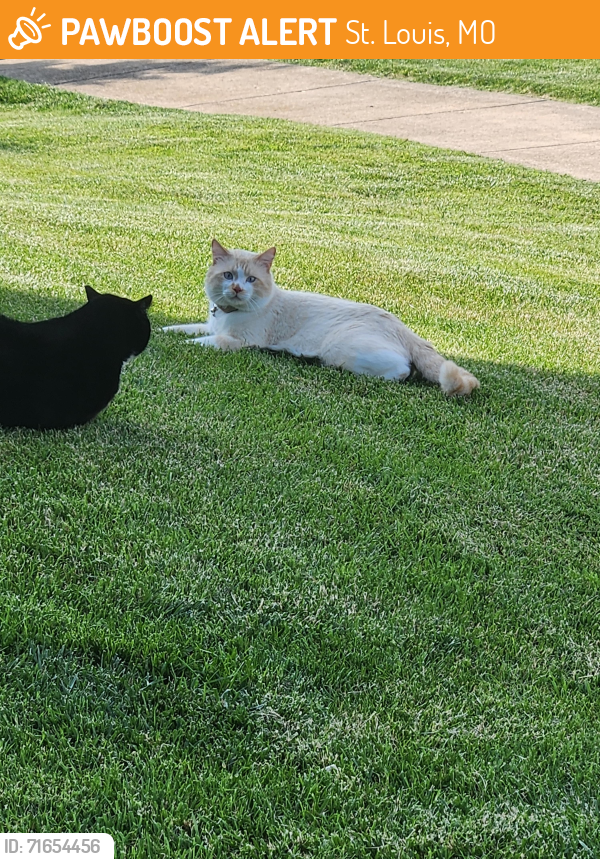 St. Louis, MO Stray Cat Found Near Meadows of Forder Oaks (Forder ...