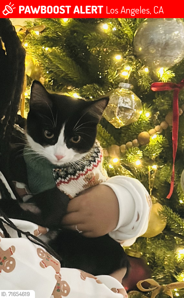 Los Angeles, CA Lost Female Cat, Mila Is Missing | PawBoost