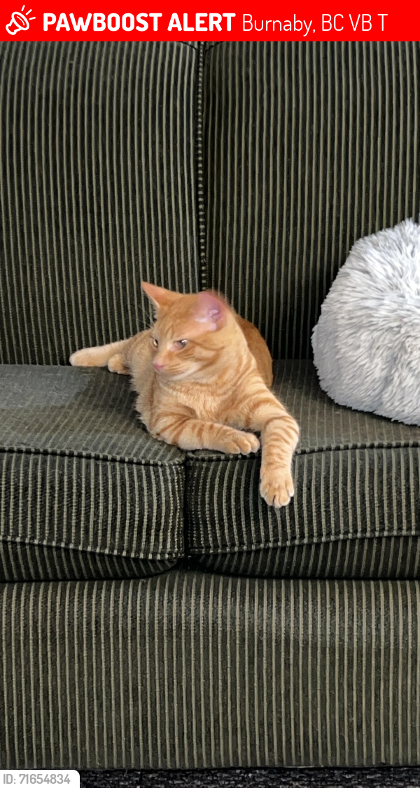 Burnaby, BC Lost Male Cat, Ginger Is Missing | PawBoost