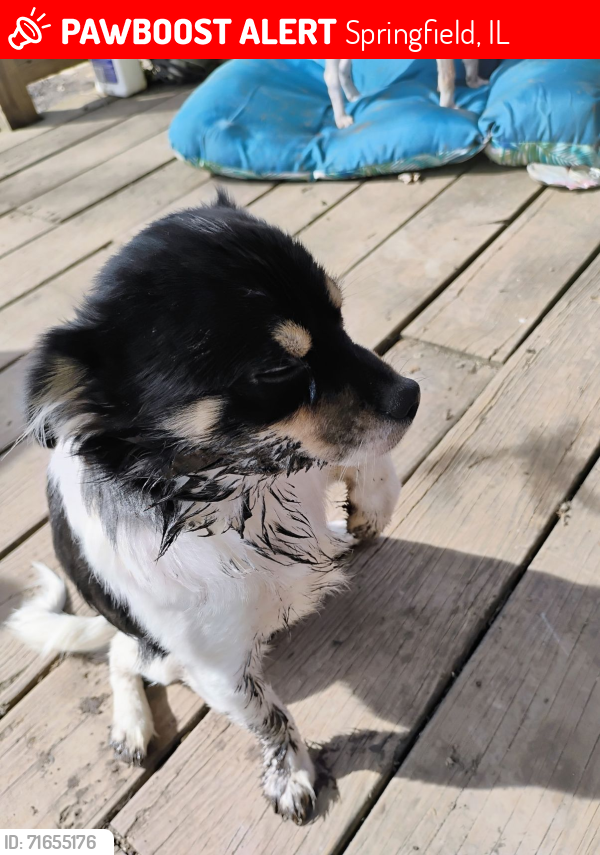 Springfield, IL Lost Male Dog, Clint Is Missing | PawBoost