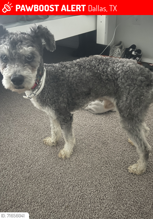 Dallas, TX Lost Male Dog, Unknown Is Missing | PawBoost
