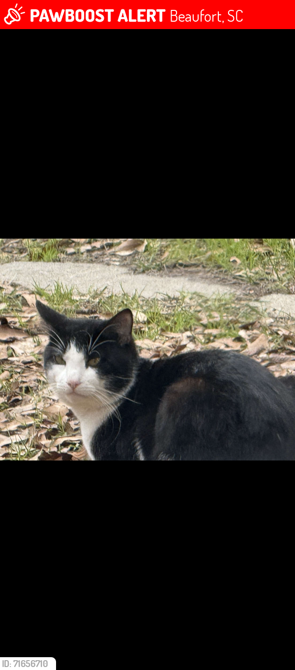 Beaufort, SC Lost Male Cat, Gremlin Is Missing | PawBoost