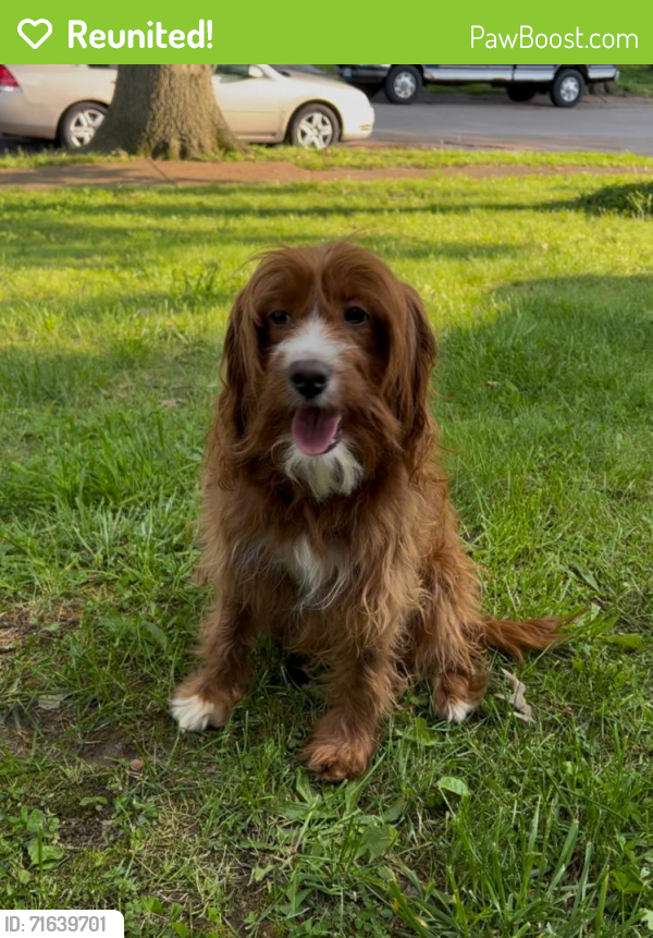 Reunited Female Dog in St. Louis, MO 63130 (ID: 71639701) | PawBoost