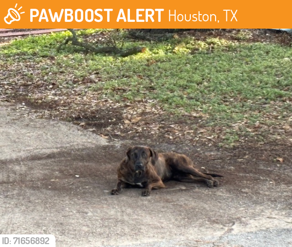 Houston, TX Stray Female Dog Found Near Highway 6 South and Briar ...