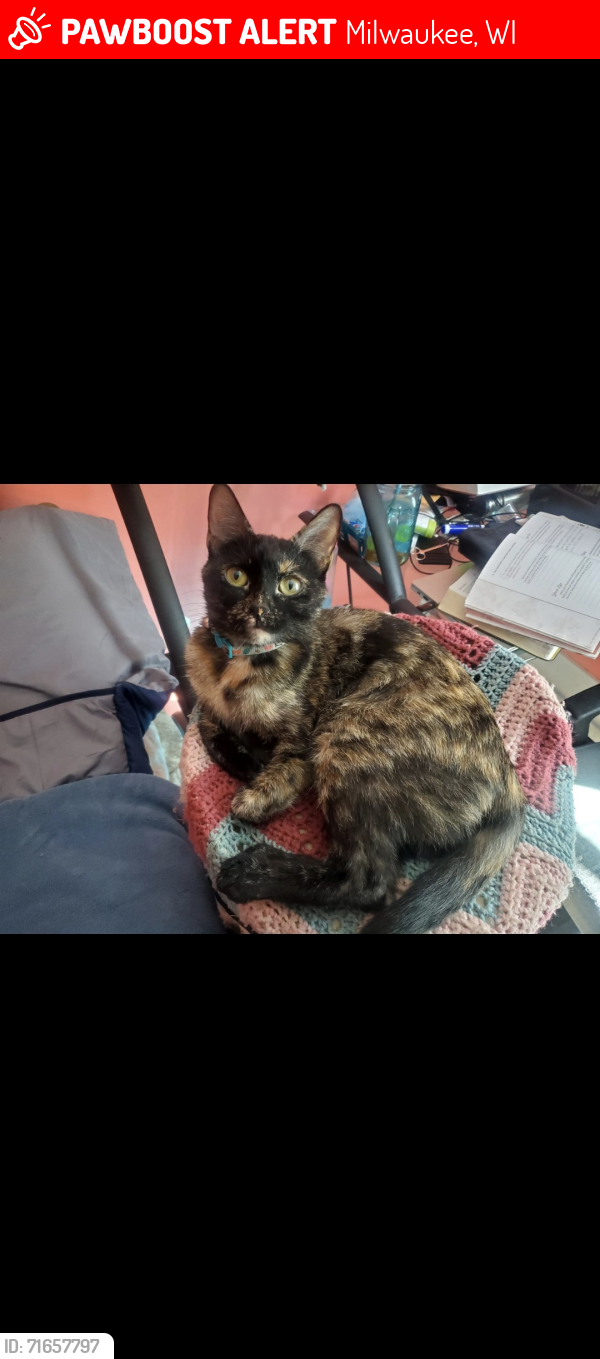 Milwaukee, WI Lost Female Cat, Benji Is Missing | PawBoost