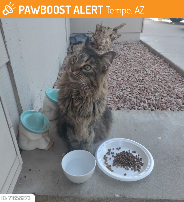 Tempe, AZ Stray Cat Found Near Tempe | PawBoost