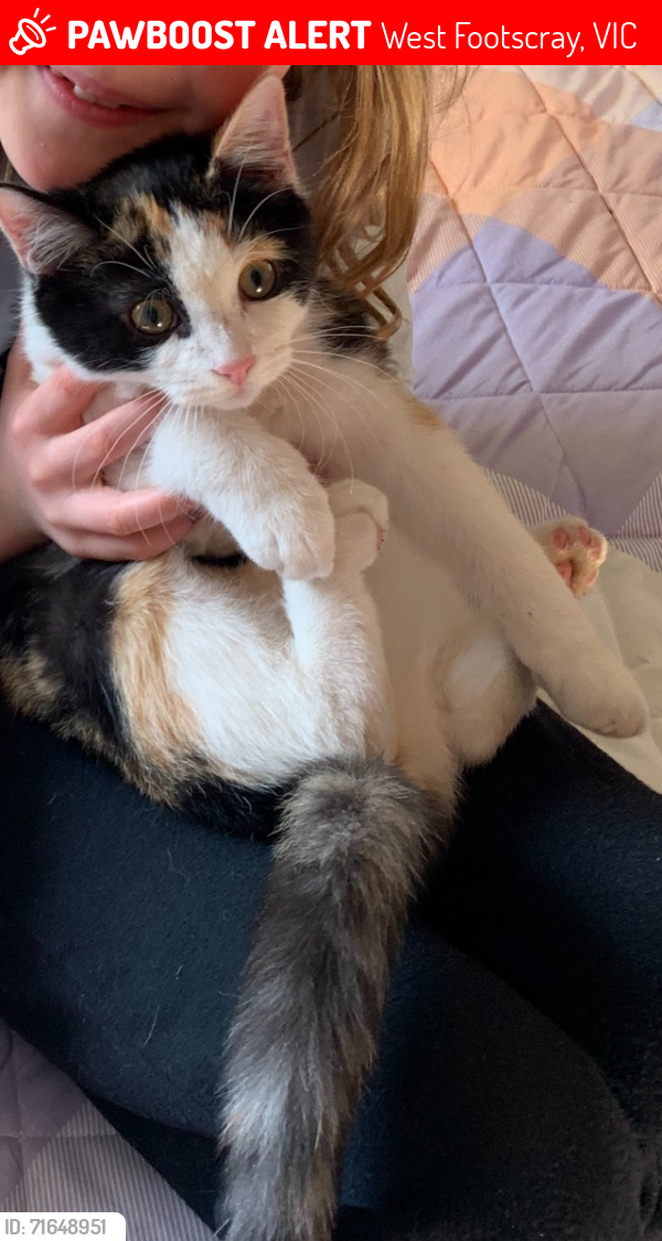 West Footscray, VIC Lost Female Cat, Kitty Is Missing | PawBoost