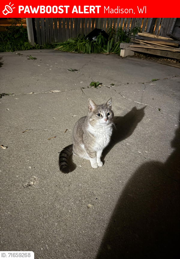 Madison, WI Lost Female Cat, Not Sure Is Missing | PawBoost