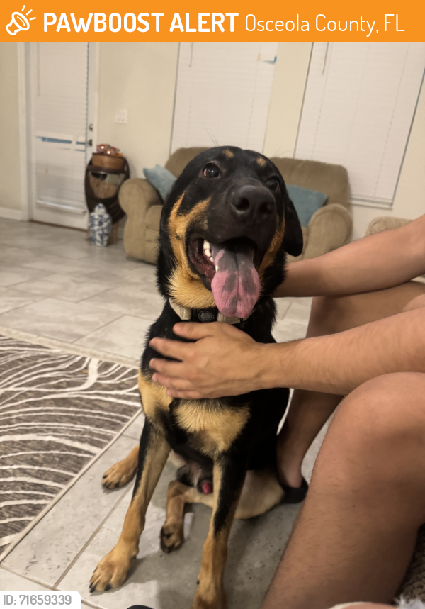 Osceola County, FL Stray Male Dog Found Near Ham brown rd | PawBoost