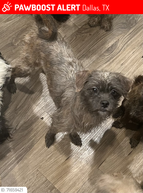 Dallas, TX Lost Female Dog, Joy Is Missing | PawBoost