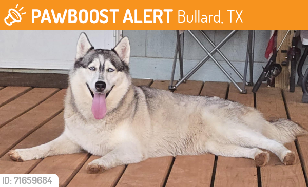 Bullard, TX Stray Female Dog Found Near Near san marcos Bullard tx ...