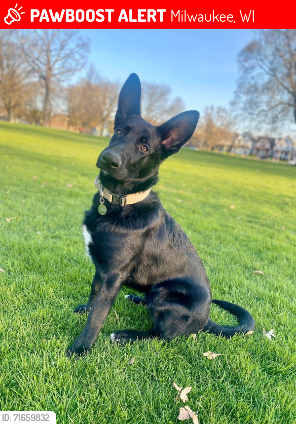 Milwaukee, WI Lost Male Dog, Oso Is Missing | PawBoost