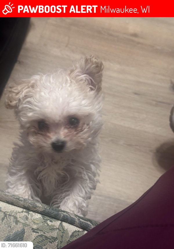 Milwaukee, WI Lost Female Dog, Molly Is Missing | PawBoost