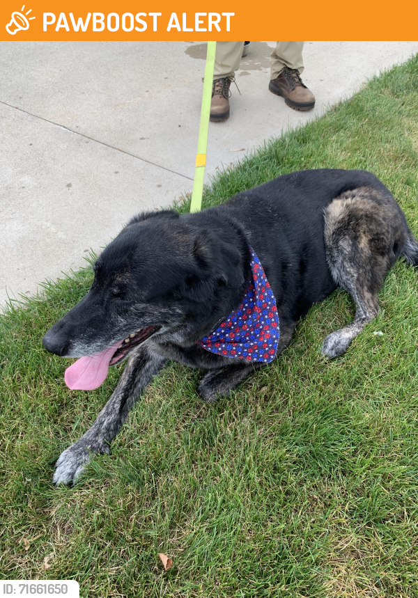 Commerce Township, MI Stray Male Dog Found Near Cooley lake road ...