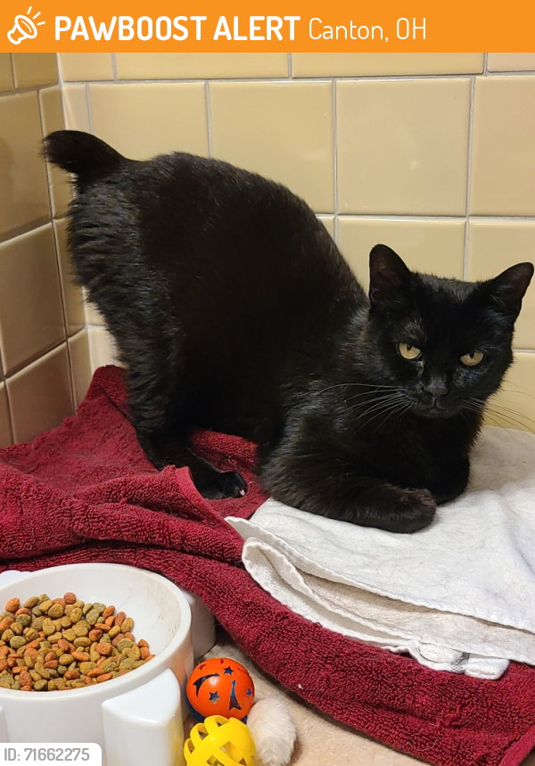 Canton, OH Stray Female Cat Found Near Lovers Lane by State St and Rt ...