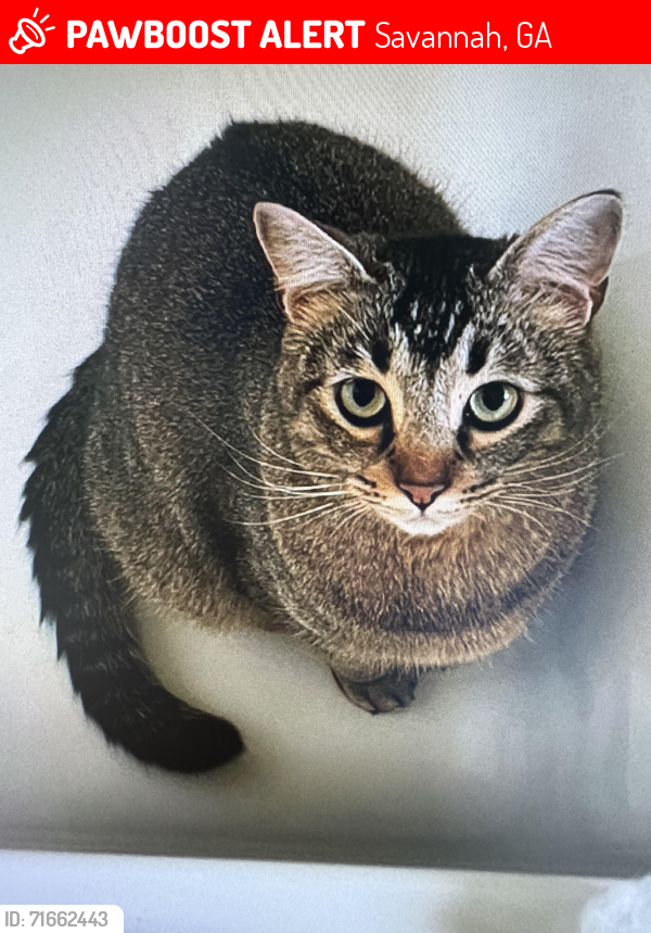 Savannah, GA Lost Female Cat, Lo Kitty Is Missing | PawBoost
