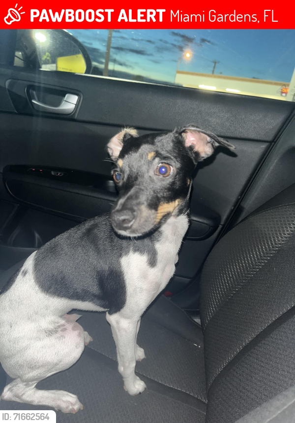Miami Gardens, FL Lost Male Dog, Milo Is Missing | PawBoost