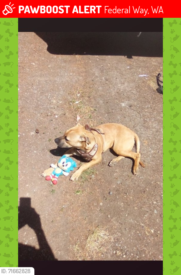 Federal Way, WA Lost Female Dog, Athena Is Missing | PawBoost