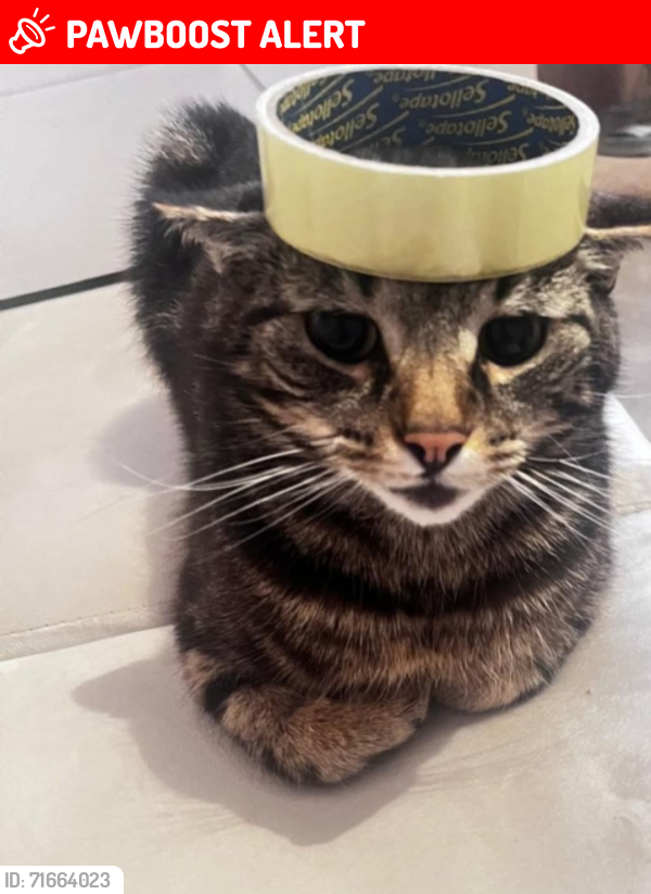 Bordesley Green, England Lost Male Cat, Loki Is Missing | PawBoost
