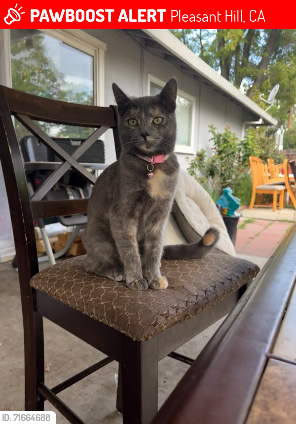 Pleasant Hill, CA Lost Female Cat, Pebble Is Missing | PawBoost
