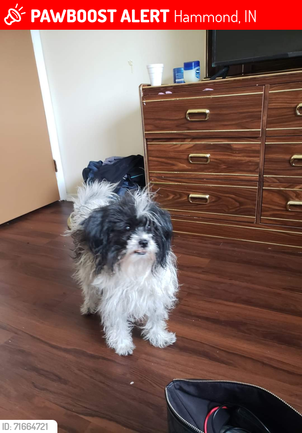 Hammond, IN Lost Female Dog, Princess Is Missing | PawBoost