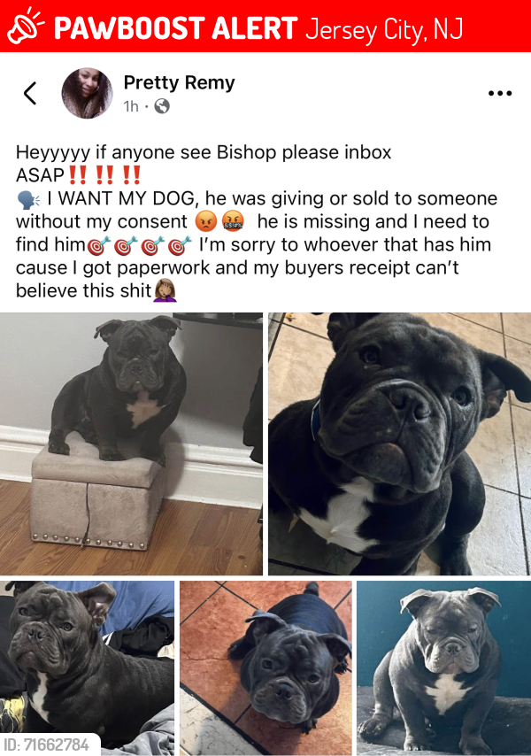 Newark, NJ Lost Male Dog, Bishop Is Missing | PawBoost