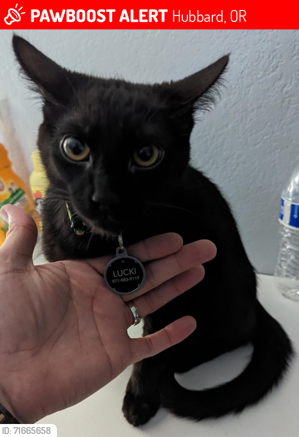 Hubbard, OR Lost Male Cat, Loki Is Missing | PawBoost