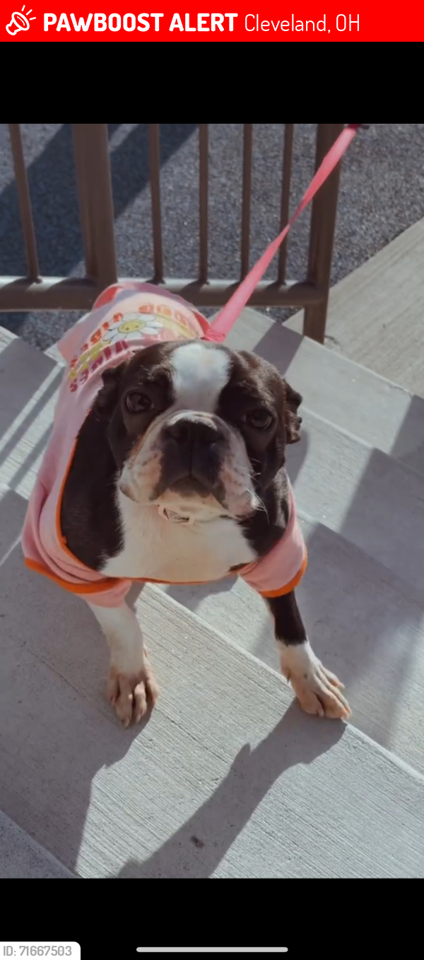Cleveland, OH Lost Female Dog, Sarah Is Missing | PawBoost