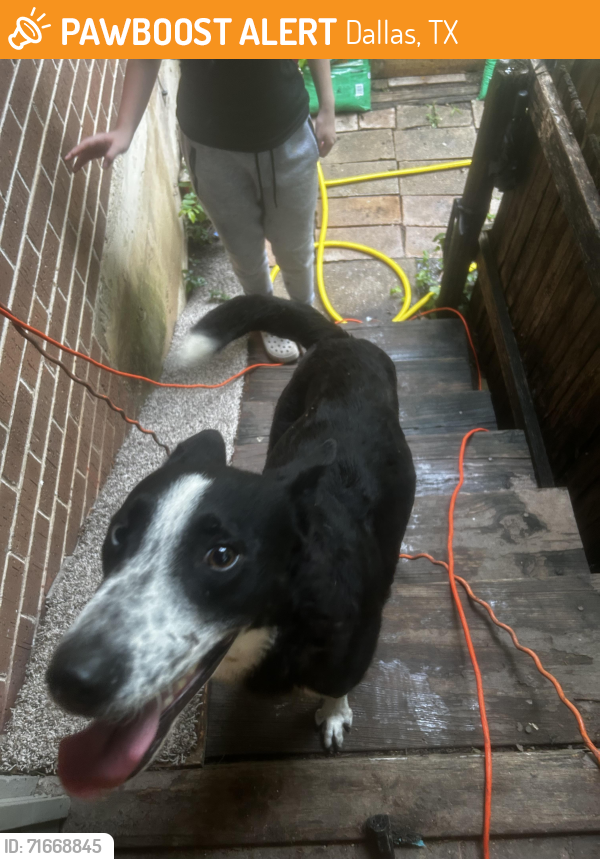 Dallas, TX Stray Female Dog Found Near Oak Forest Dr | PawBoost