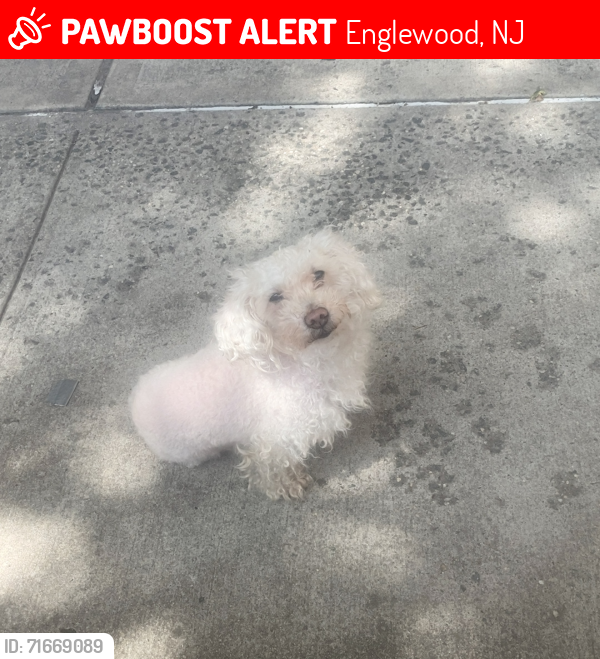 Englewood, NJ Lost Male Dog, Luckie Is Missing | PawBoost