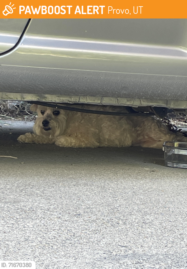 Provo, UT Stray Dog Found Near Near N 400 W St, Provo OR across the ...