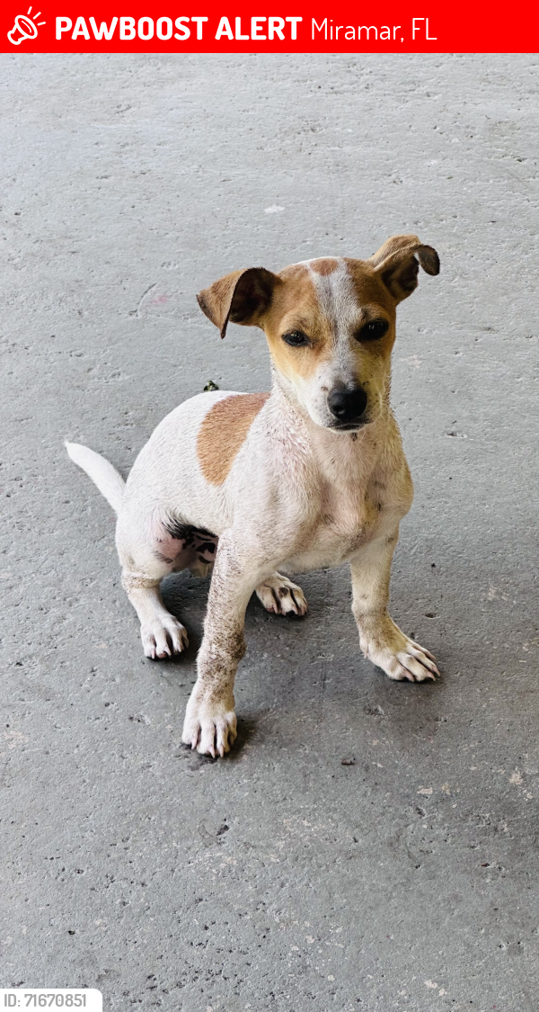 Miramar, FL Lost Male Dog, Coco Is Missing | PawBoost