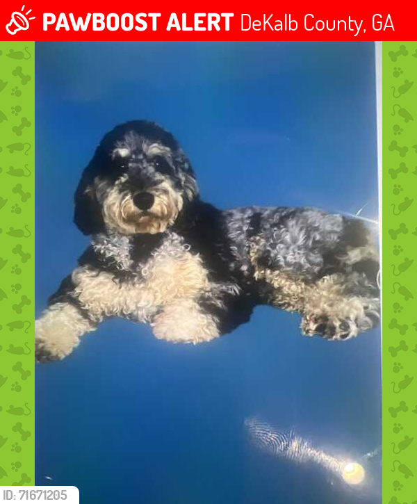 DeKalb County, GA Lost Male Dog, Jabarkus Is Missing | PawBoost