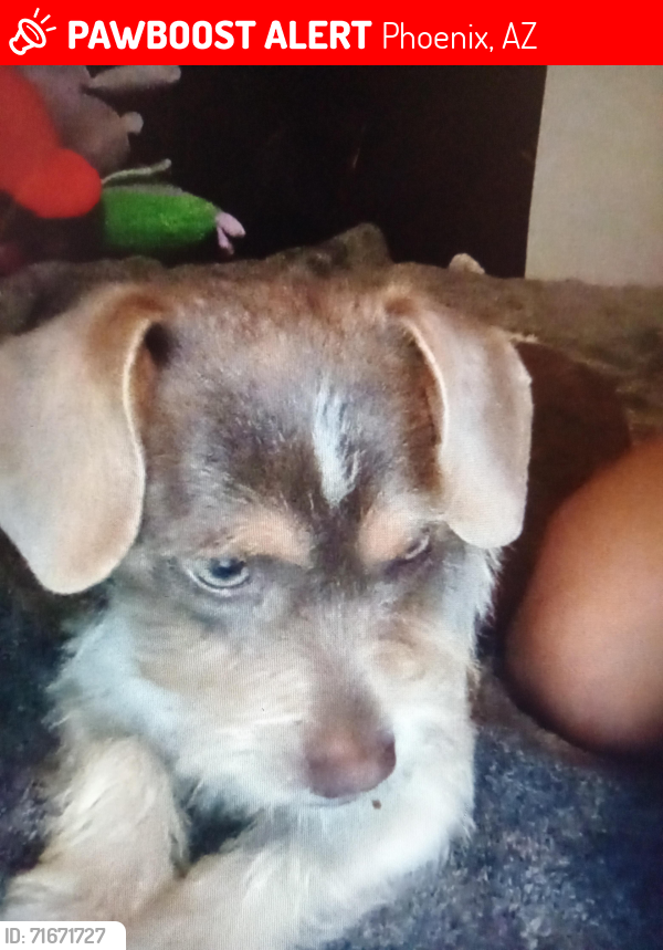 Phoenix, AZ Lost Female Dog, Rosie Is Missing | PawBoost