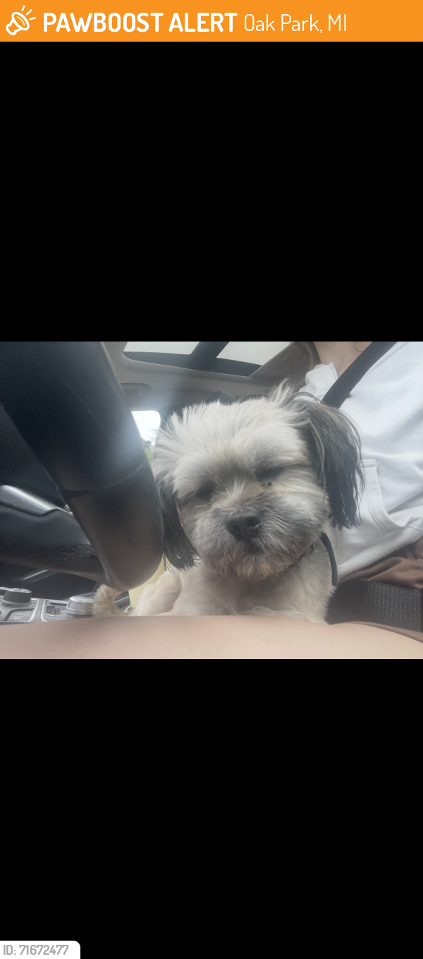 Oak Park, MI Stray Male Dog Found Near Coolidge Hwy | PawBoost