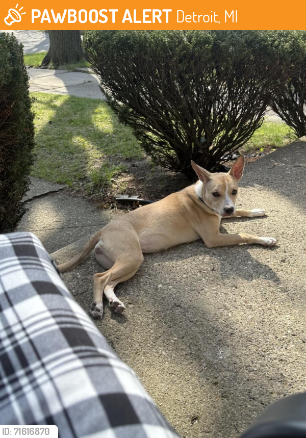 Detroit, MI Stray Female Dog Found Near Near 8mile & Conant | PawBoost