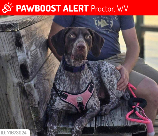 Proctor, WV Lost Female Dog, Lady Is Missing | PawBoost