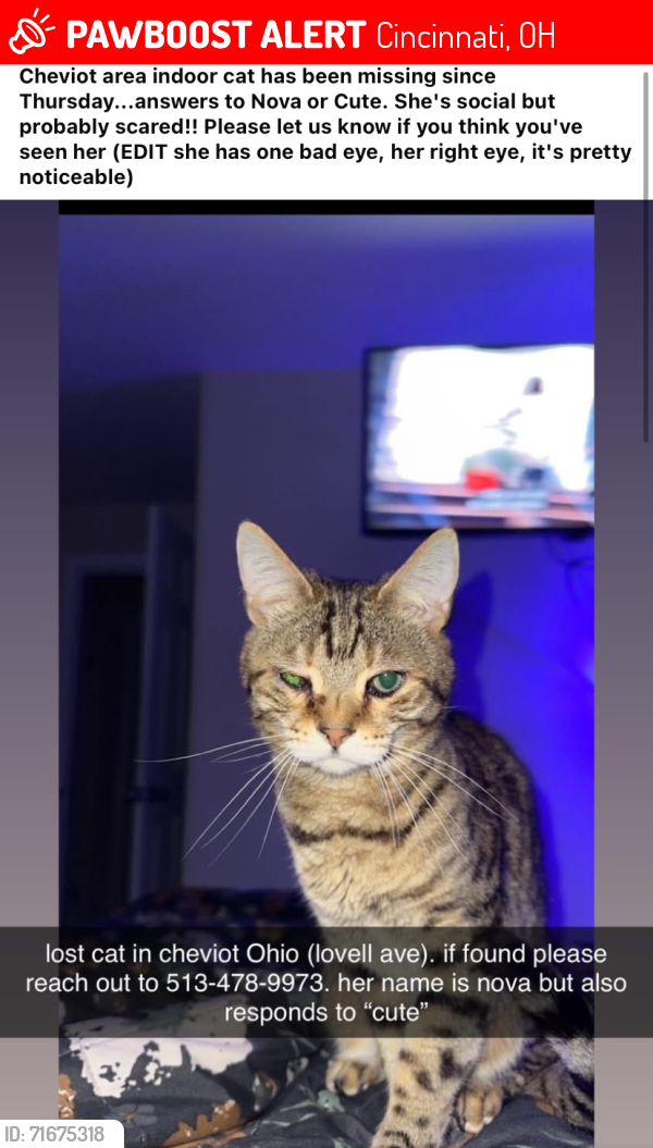 Cincinnati, OH Lost Female Cat, Cute Is Missing | PawBoost