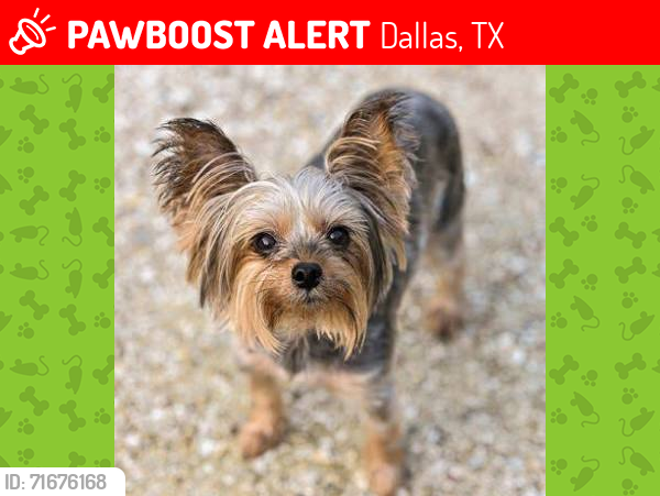 Dallas, TX Lost Female Dog, Cali Is Missing | PawBoost