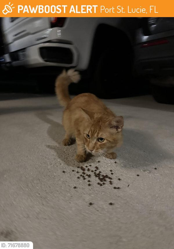 Port St. Lucie, FL Stray Male Cat Found Near Bayshore and PSL blvd ...