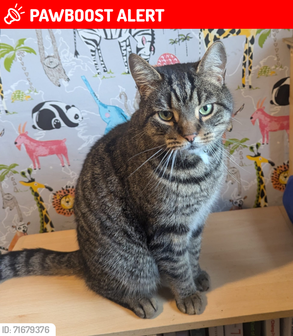 Greater Manchester, England Lost Male Cat, Jamie Is Missing | PawBoost