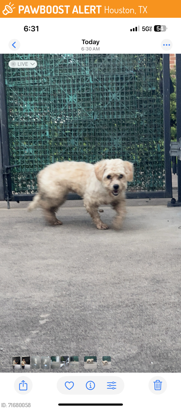Houston, TX Stray Female Dog Found Near Briar Meadow Park | PawBoost