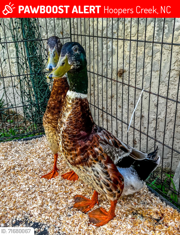 Hoopers Creek, NC Lost Male Bird, Runner Ducks Is Missing | PawBoost