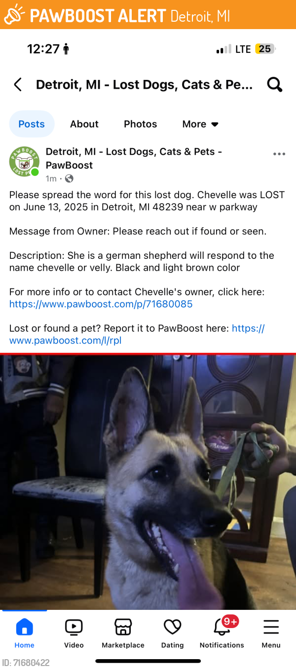 Detroit, MI Stray Female Dog Found Near Near w parkway | PawBoost